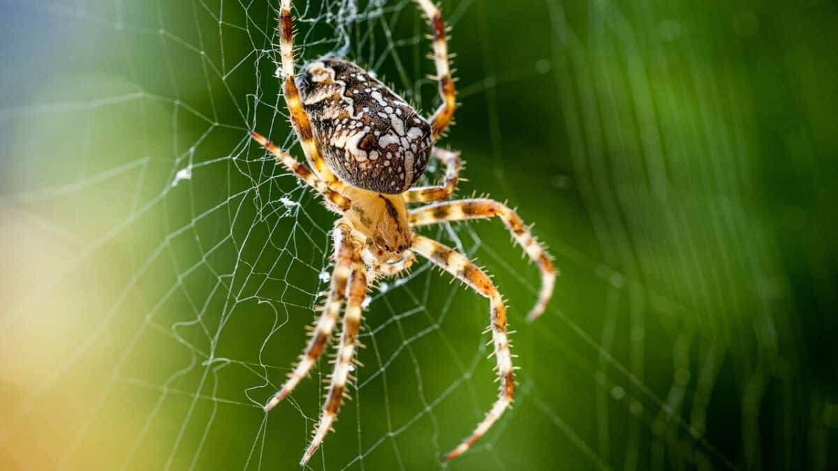 Beginn der Spinnenzeit: Wie du Spinnen fernhältst | 95.5 Charivari