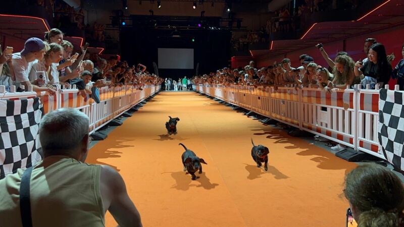 Dackelrennen: Schnellster Dackel in München gefunden | 95.5 Charivari