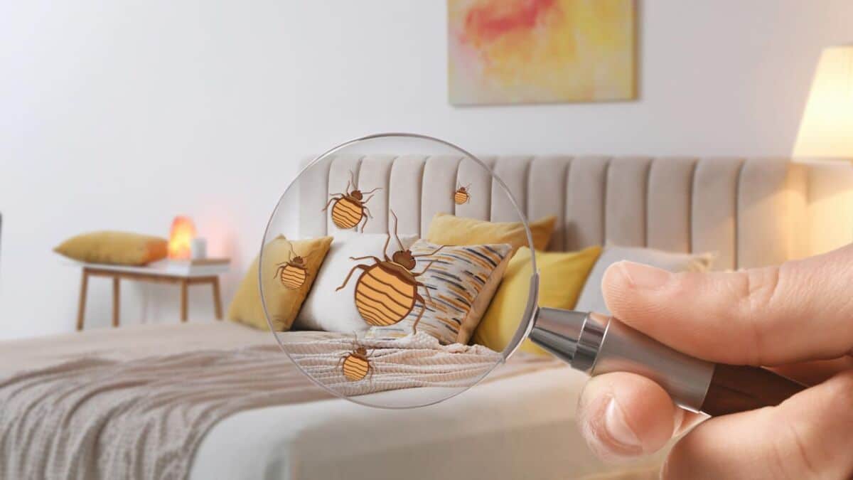 Bettwanzen auch bei uns? Das kannst du tun! | 95.5 Charivar