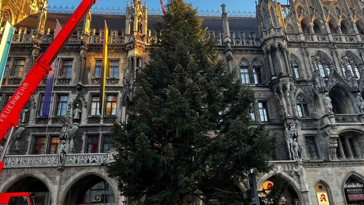 So sieht der Christbaum auf dem Marienplatz dieses Jahr aus - 95.5 ...