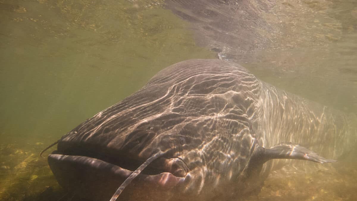 Wels in Bayern: Gefahr im Badesee? So verhältst du dich richtig | 95.5 ...